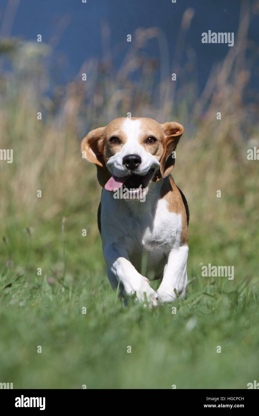 Dog Beagle adult running in a meadow face Stock Photo - Alamy