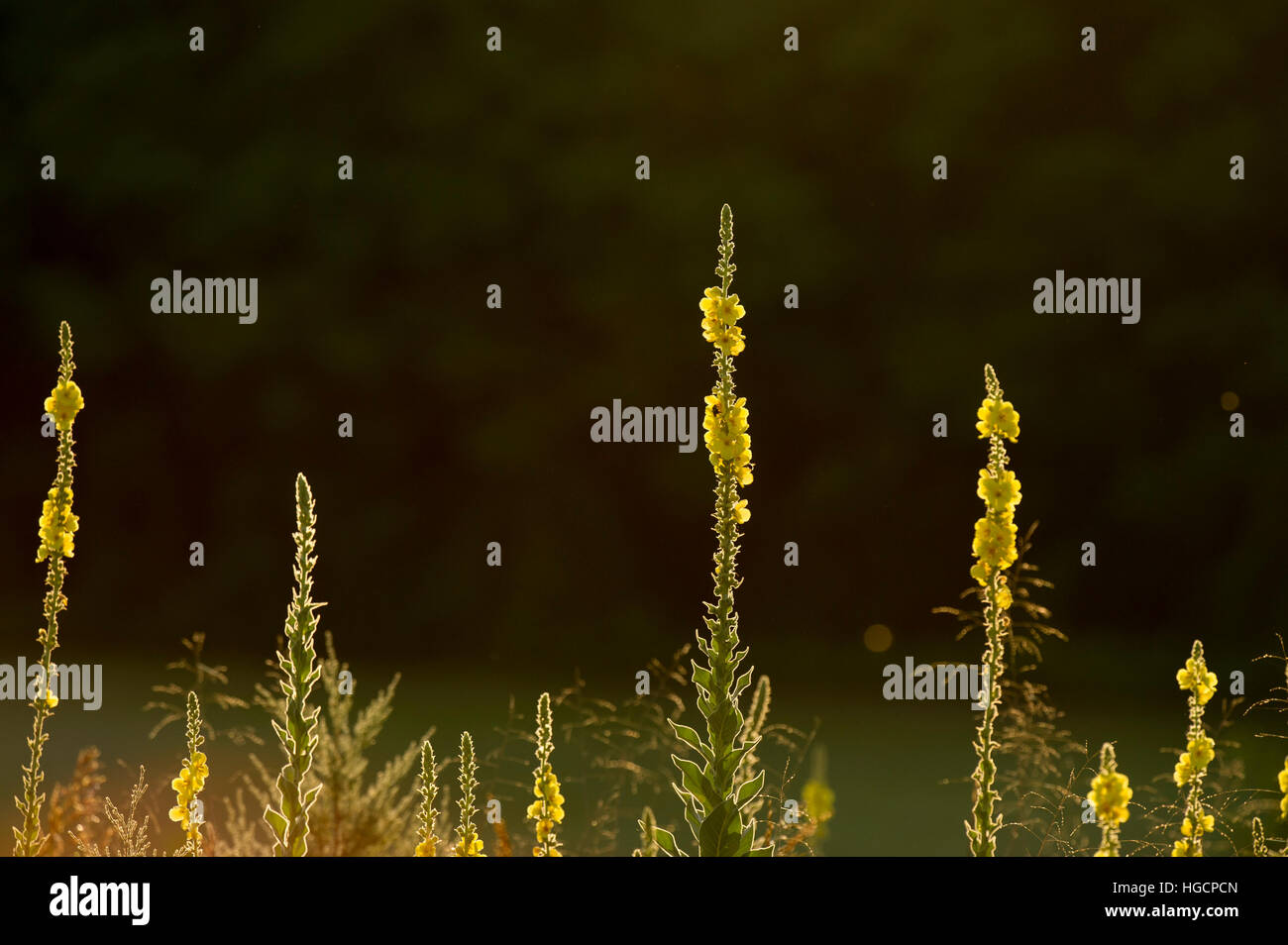 Early yellow flower hi-res stock photography and images - Alamy