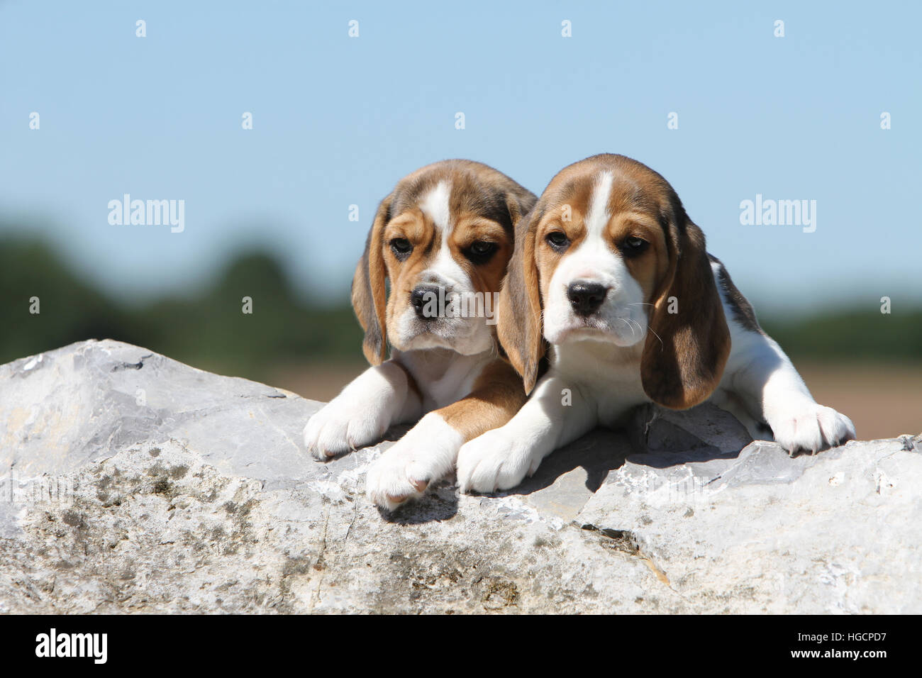 Dog Beagle puppy lying in a rock Stock Photo - Alamy