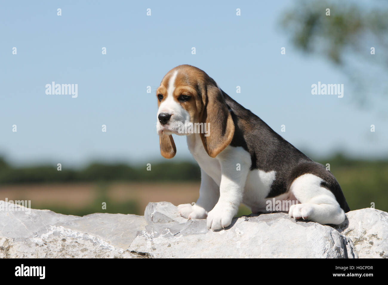 Dog Beagle puppy titting in a rock Stock Photo - Alamy