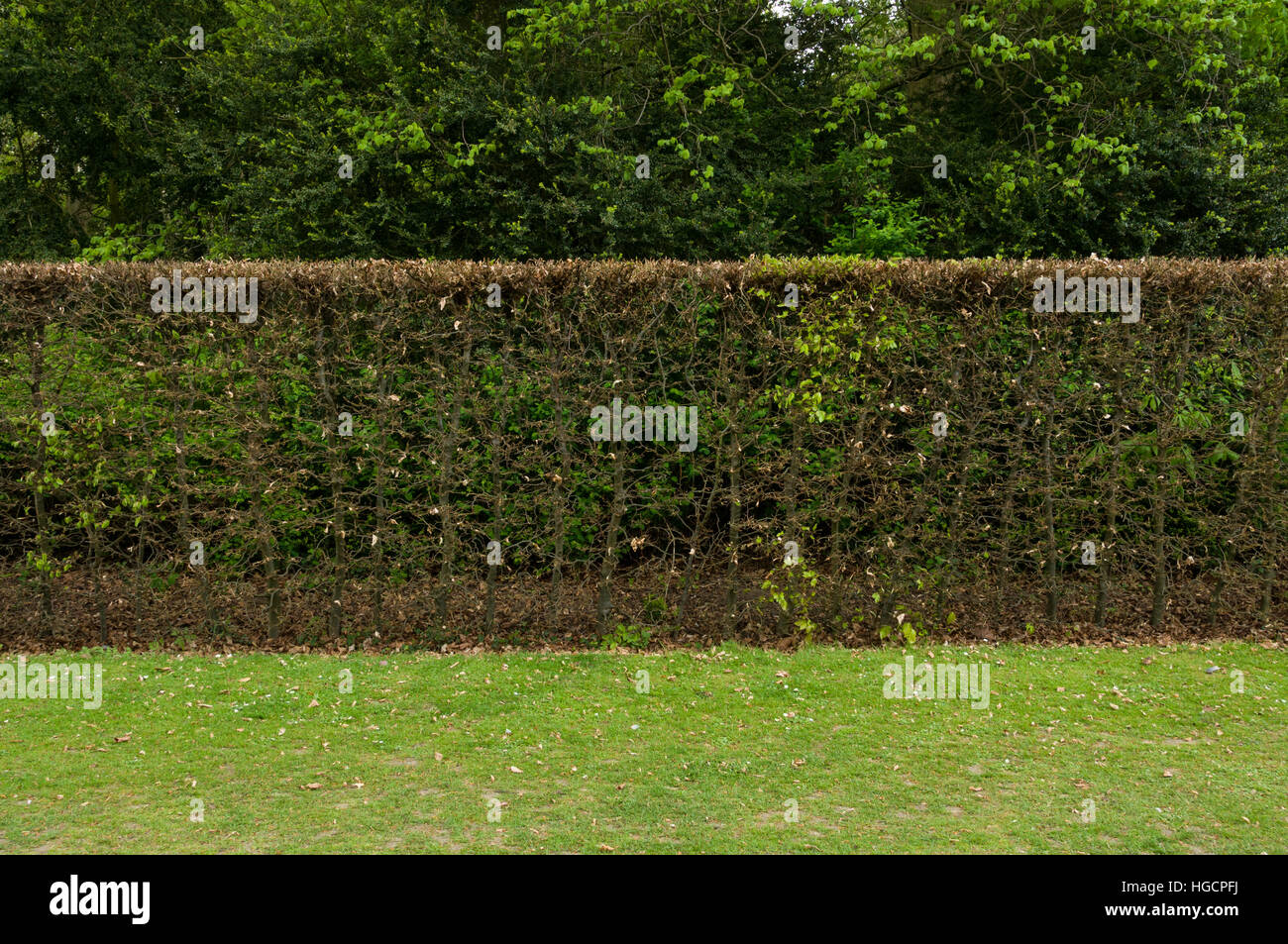 Straight hedges hi-res stock photography and images - Alamy