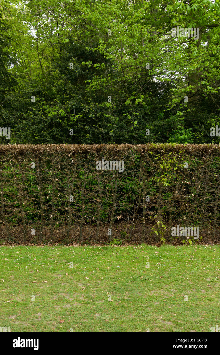 Straight hedges hi-res stock photography and images - Alamy