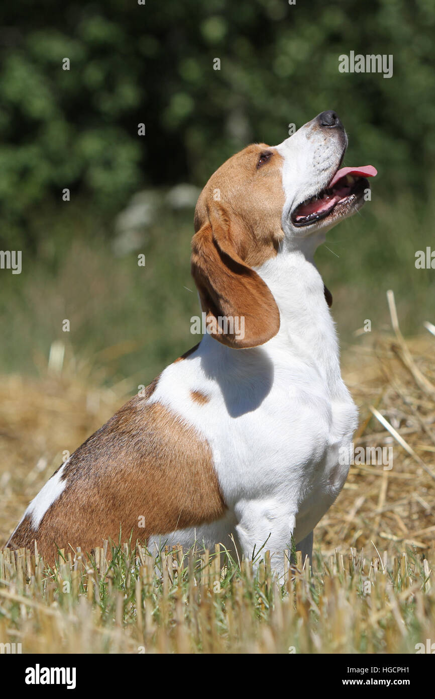 Dog Beagle adult sittingIn the straw Stock Photo - Alamy