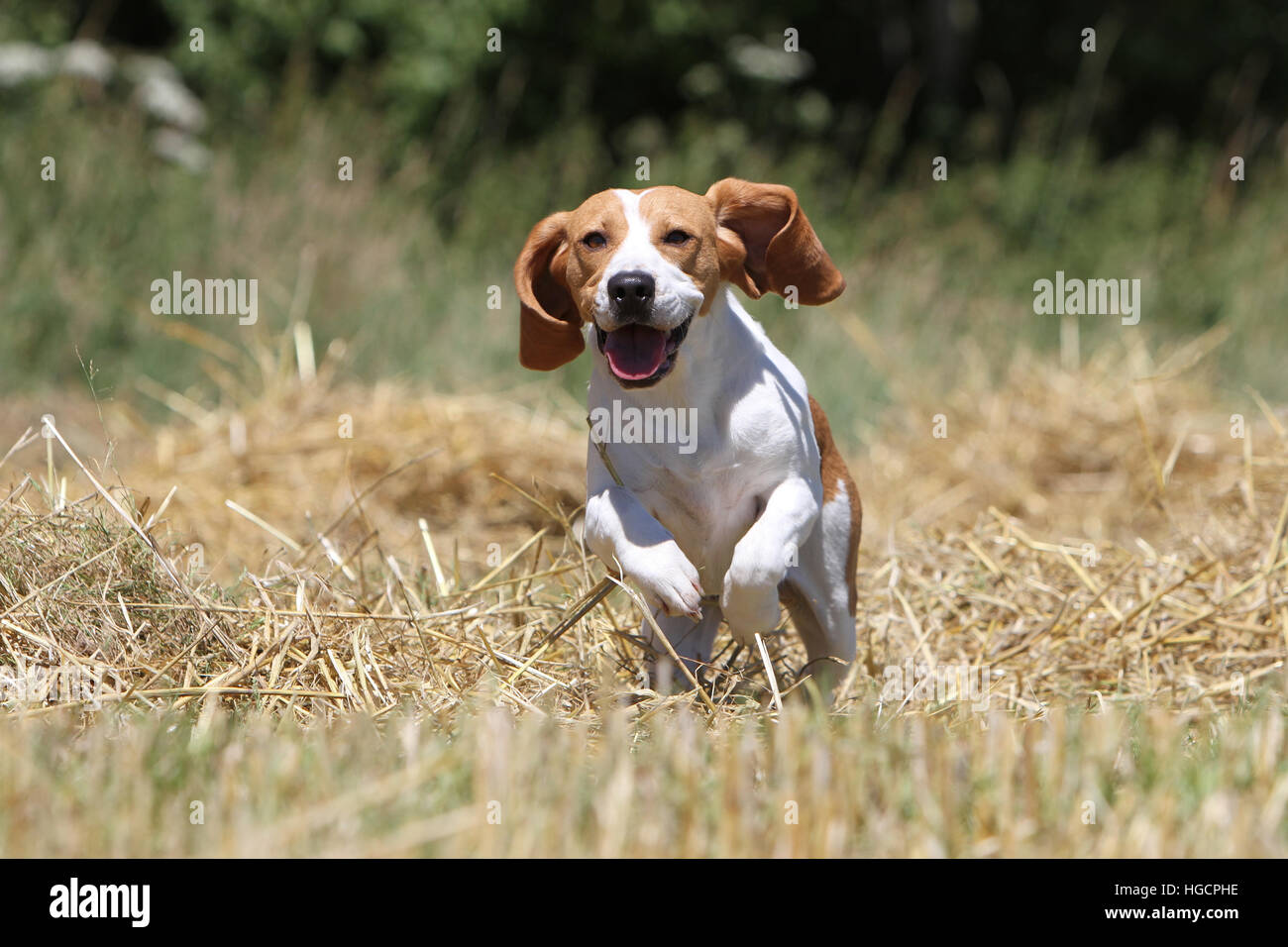 Dog Beagle adult running in a Straw face Stock Photo - Alamy