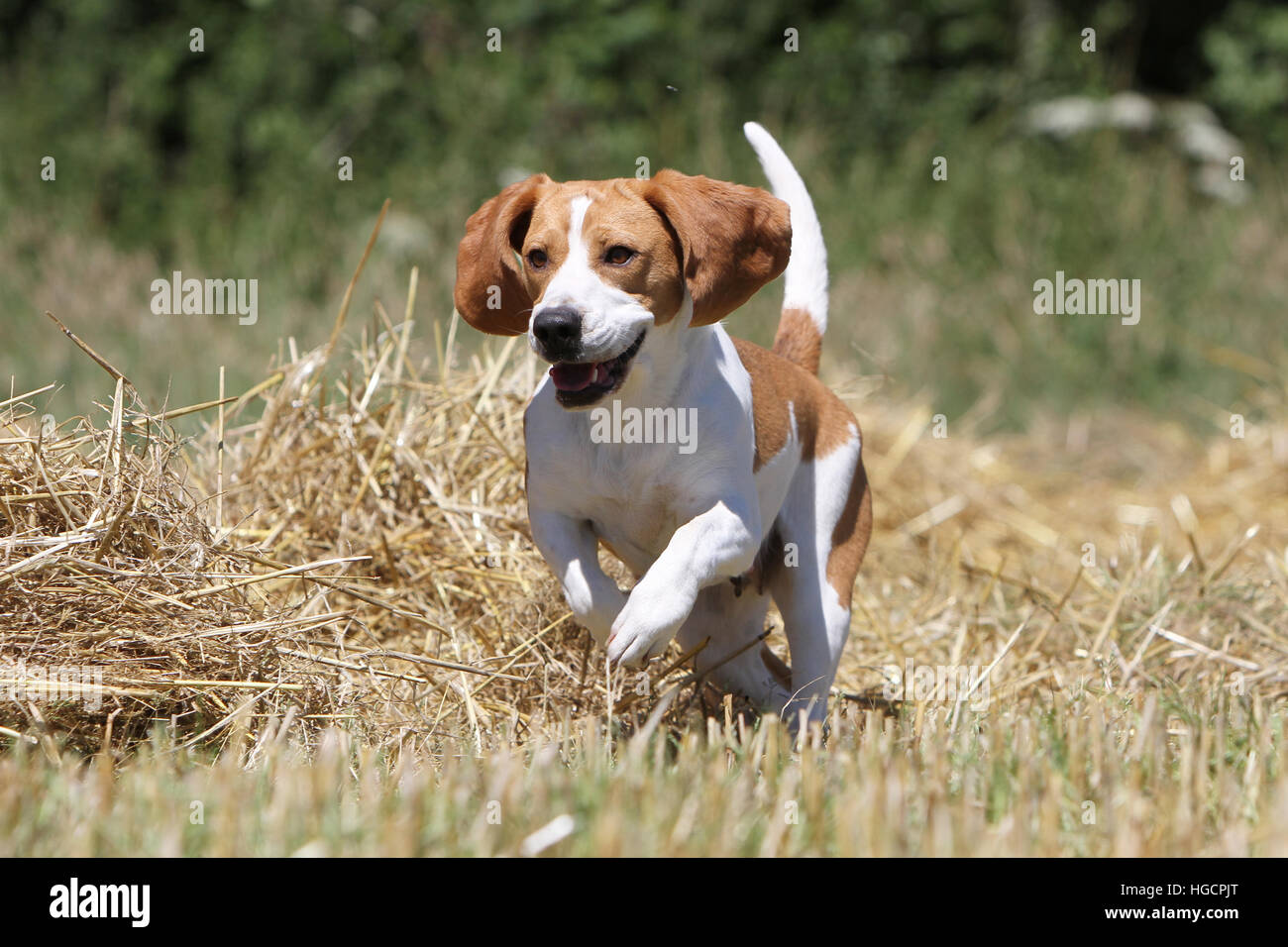 Dog Beagle adult running in a Straw face Stock Photo - Alamy