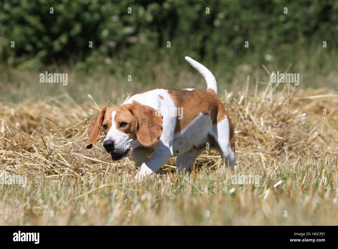 Straw dog hi-res stock photography and images - Alamy