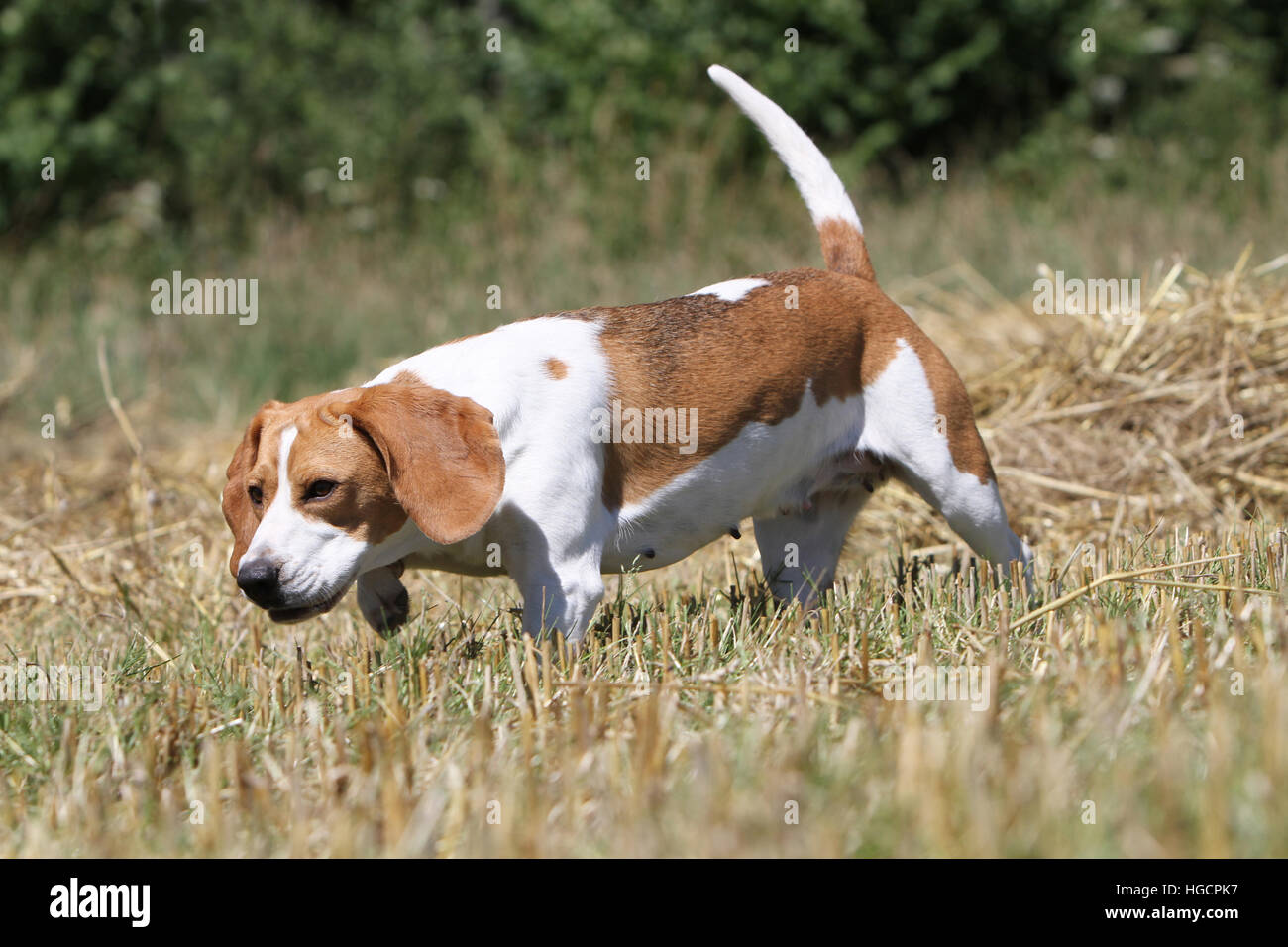 Beagle running hi-res stock photography and images - Alamy