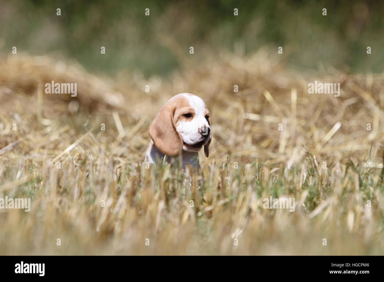Dog Beagle puppy sitting in a straw Stock Photo - Alamy