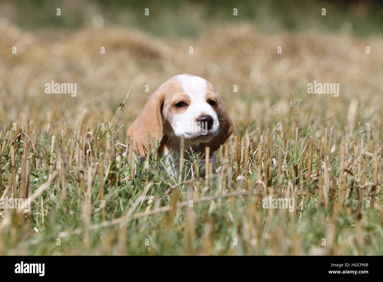 Dog Beagle puppy sitting in a straw Stock Photo - Alamy