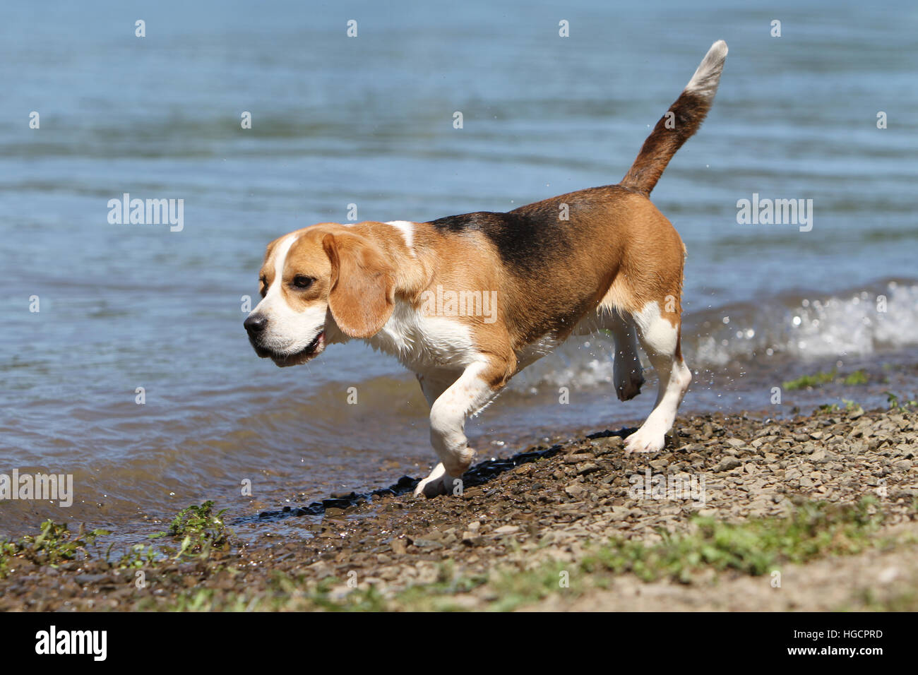 Dog Beagle adult running in the lake profile Stock Photo - Alamy