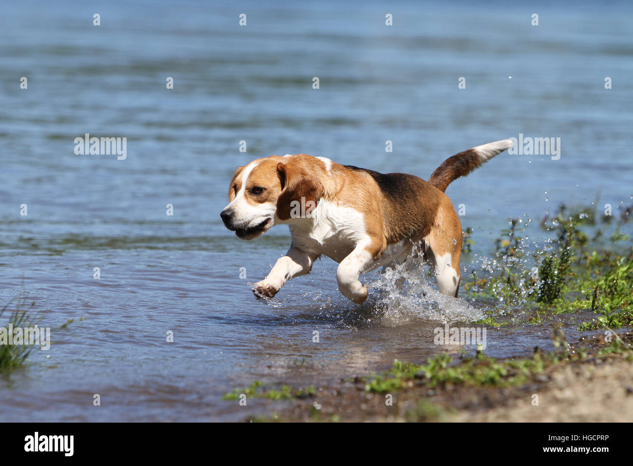Dog Beagle adult running in the lake face Stock Photo - Alamy