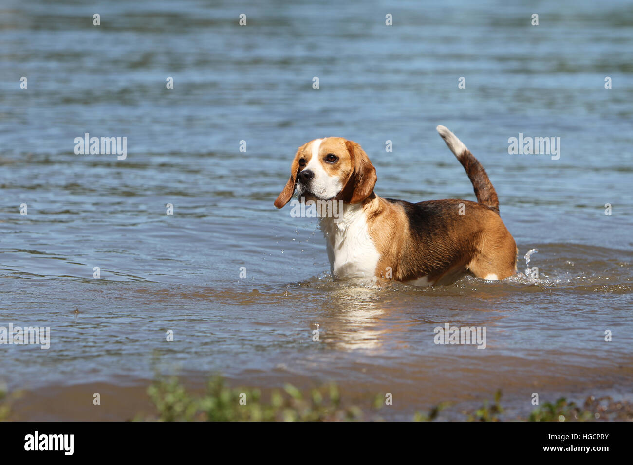 Dog Beagle adult running in the lake face Stock Photo - Alamy
