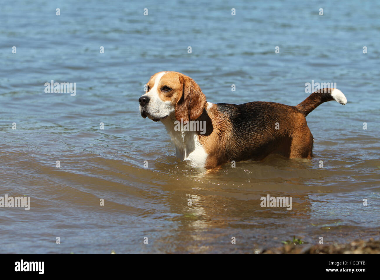 Dog Beagle adult running in the lake face Stock Photo - Alamy