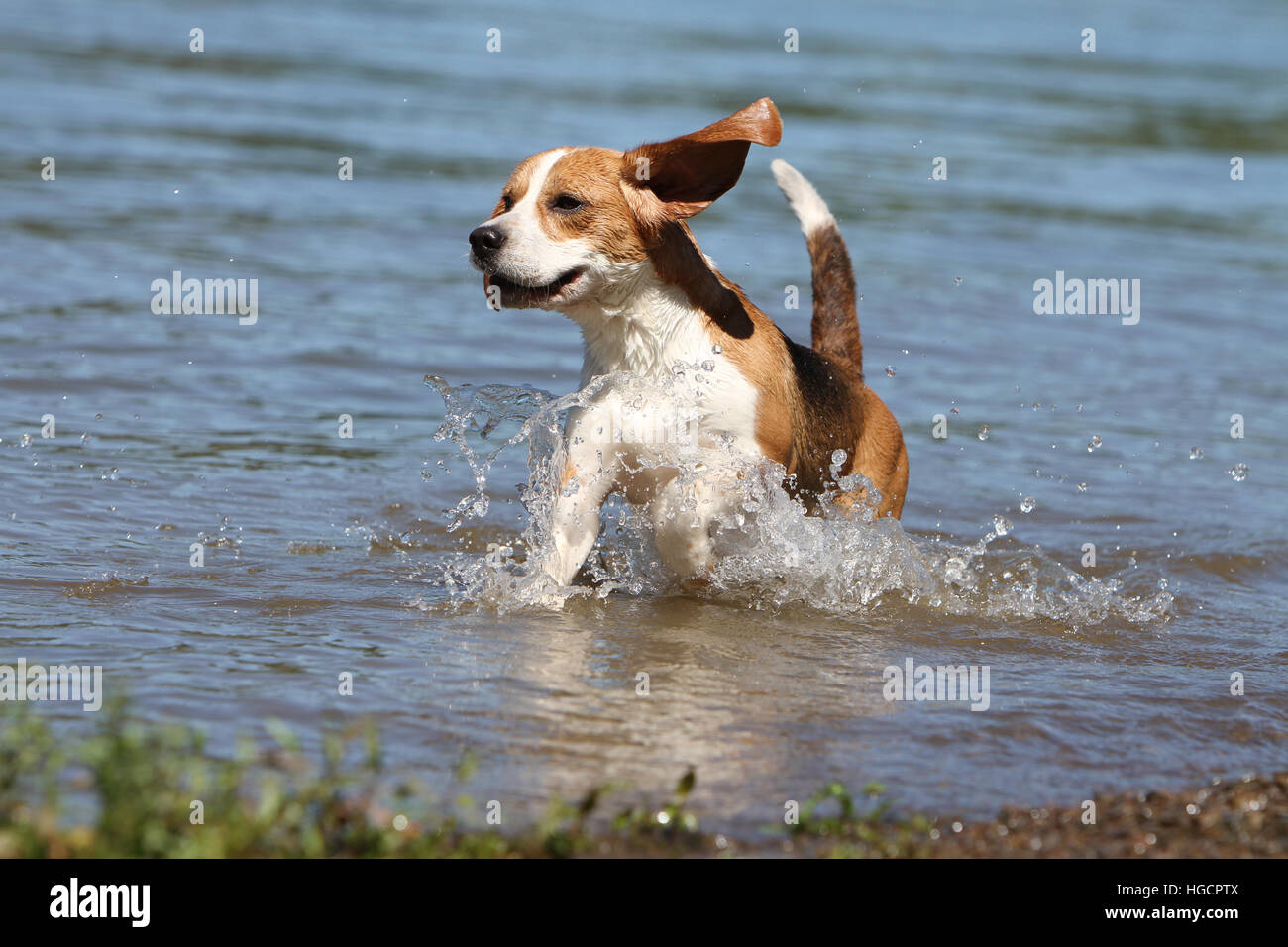 Dog Beagle adult running in the lake face Stock Photo - Alamy