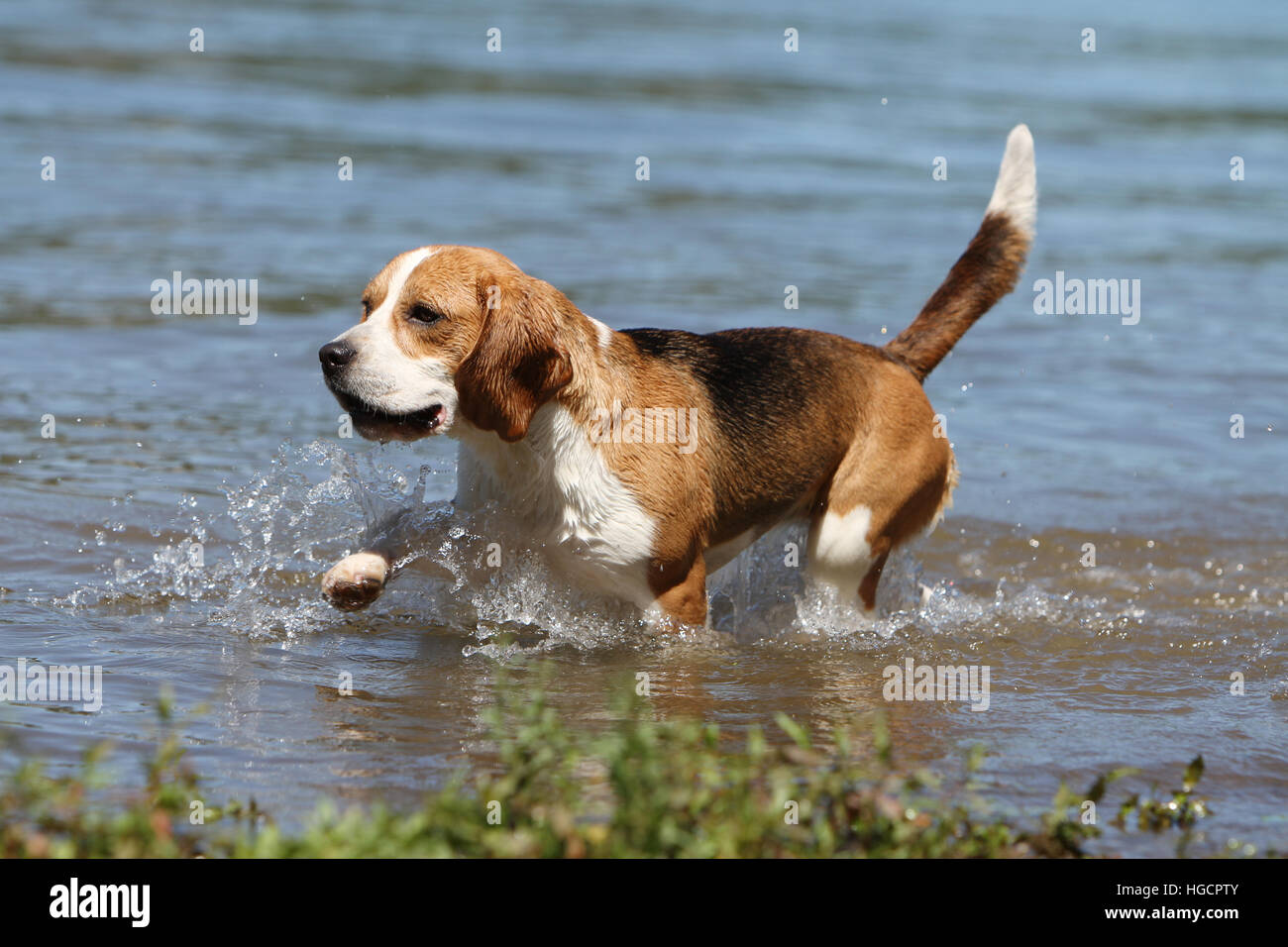 Dog Beagle adult running in the lake face Stock Photo - Alamy