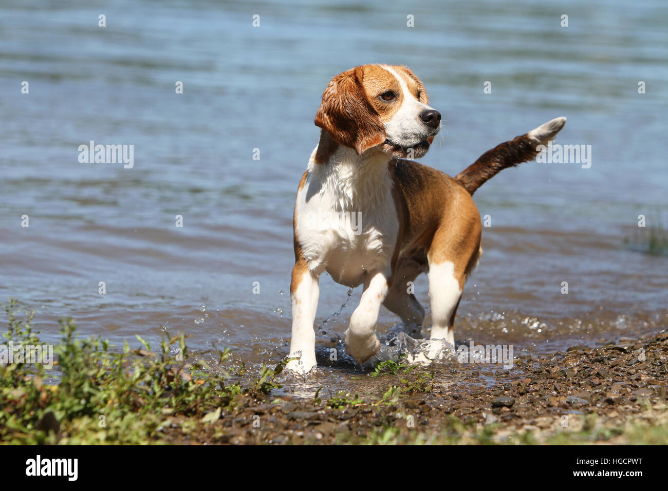 Dog Beagle adult running in the lake face Stock Photo - Alamy