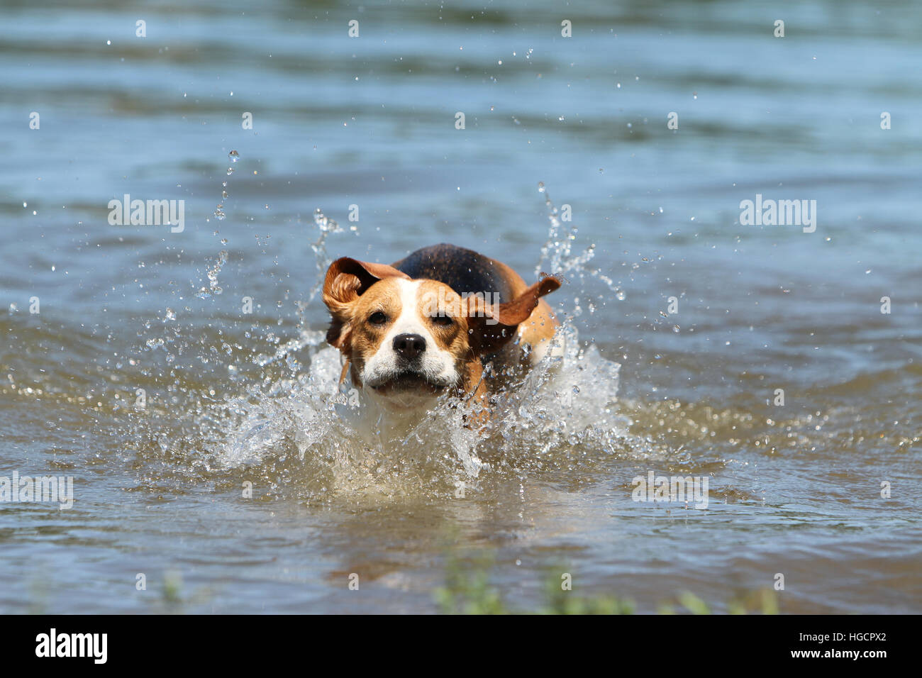 Dog Beagle adult running in the lake face Stock Photo - Alamy