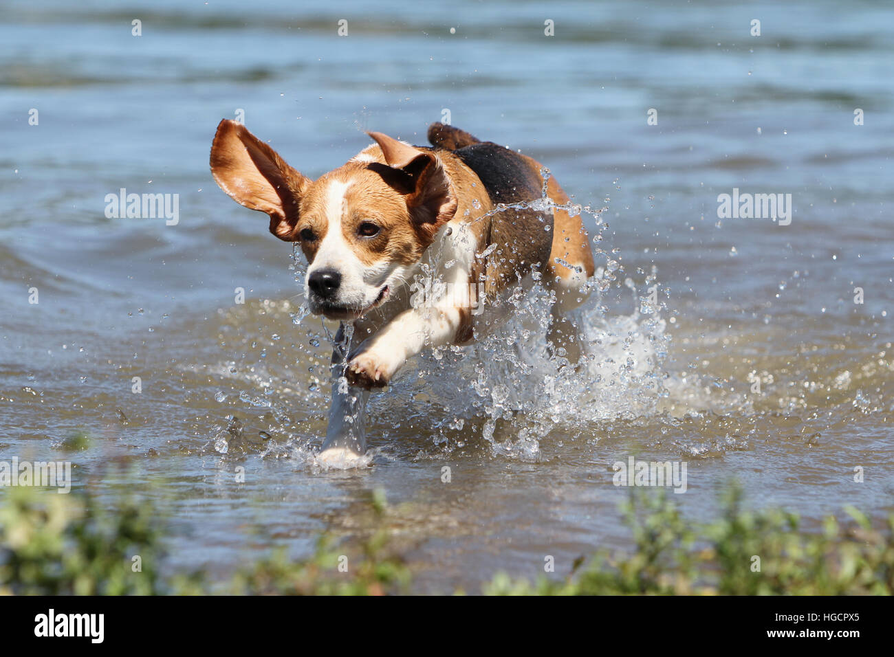 Dog Beagle adult running in the lake face Stock Photo - Alamy
