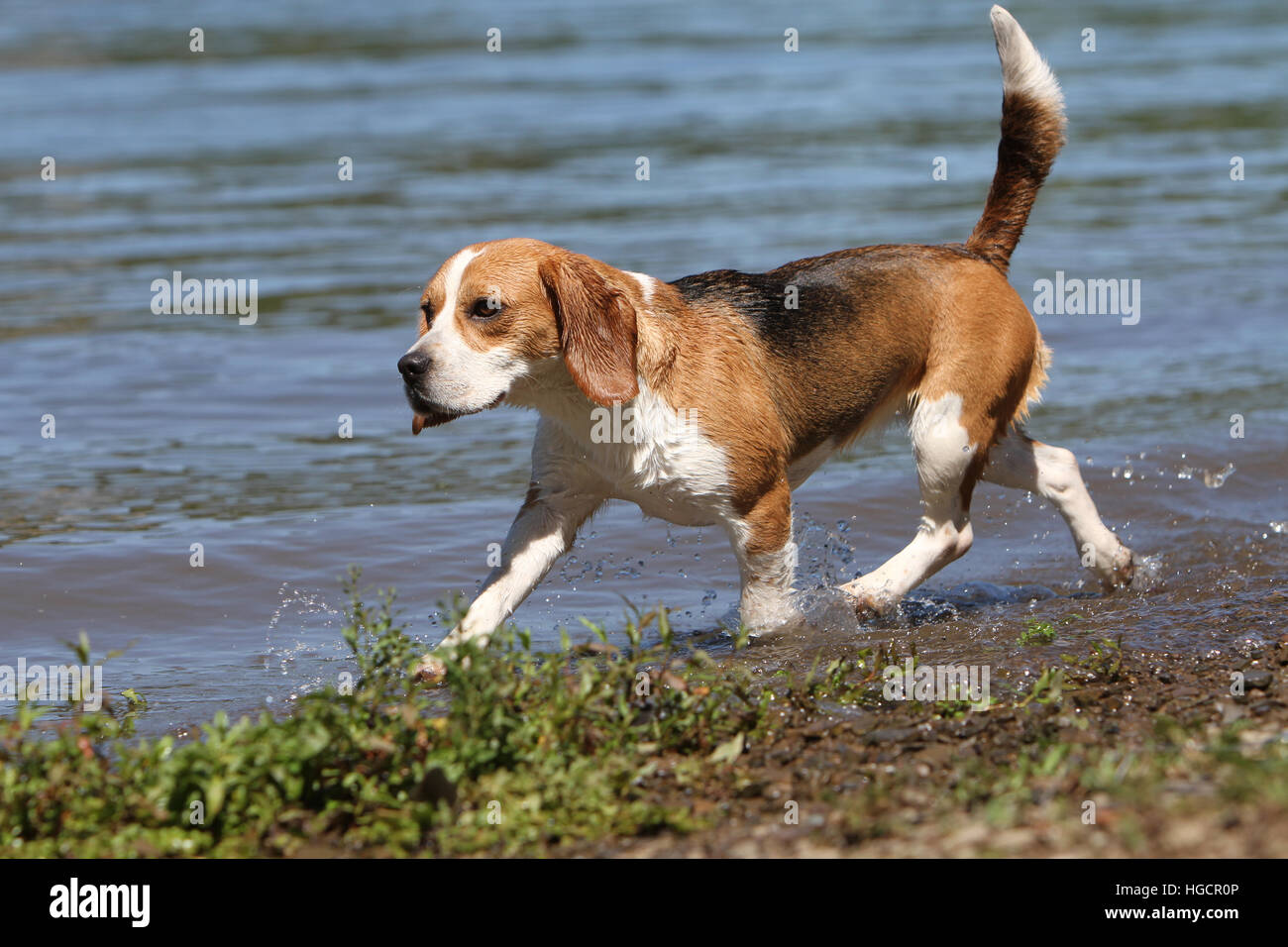 Dog Beagle adult running in the lake face Stock Photo - Alamy