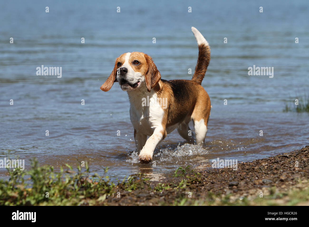Dog Beagle adult running in the lake face Stock Photo - Alamy