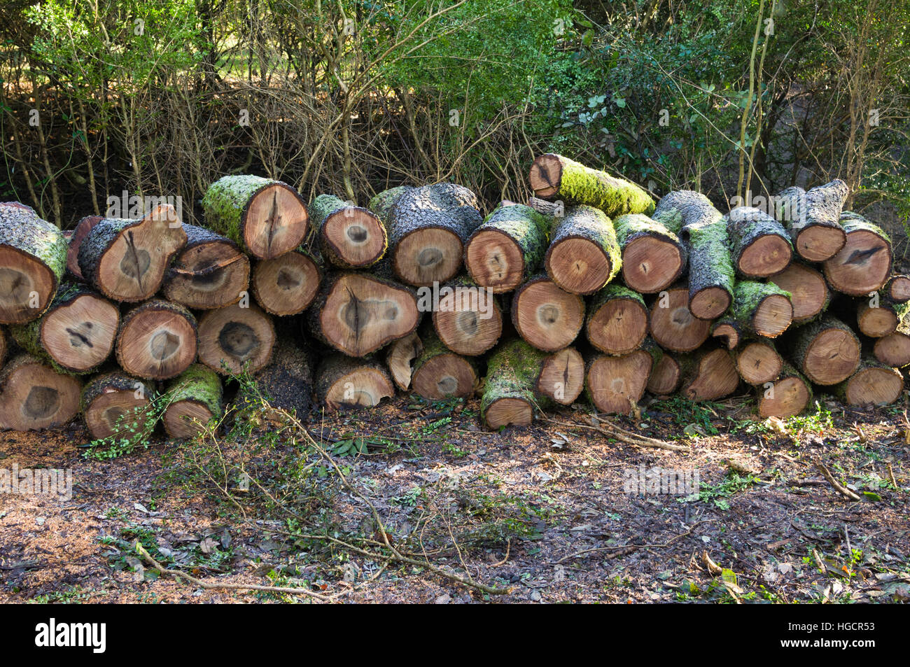 Log pile hi-res stock photography and images - Alamy