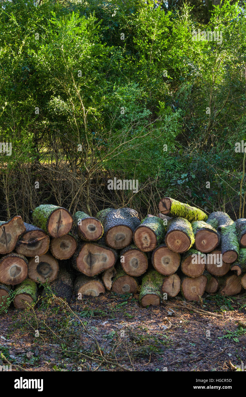 Log pile logpile hi-res stock photography and images - Alamy