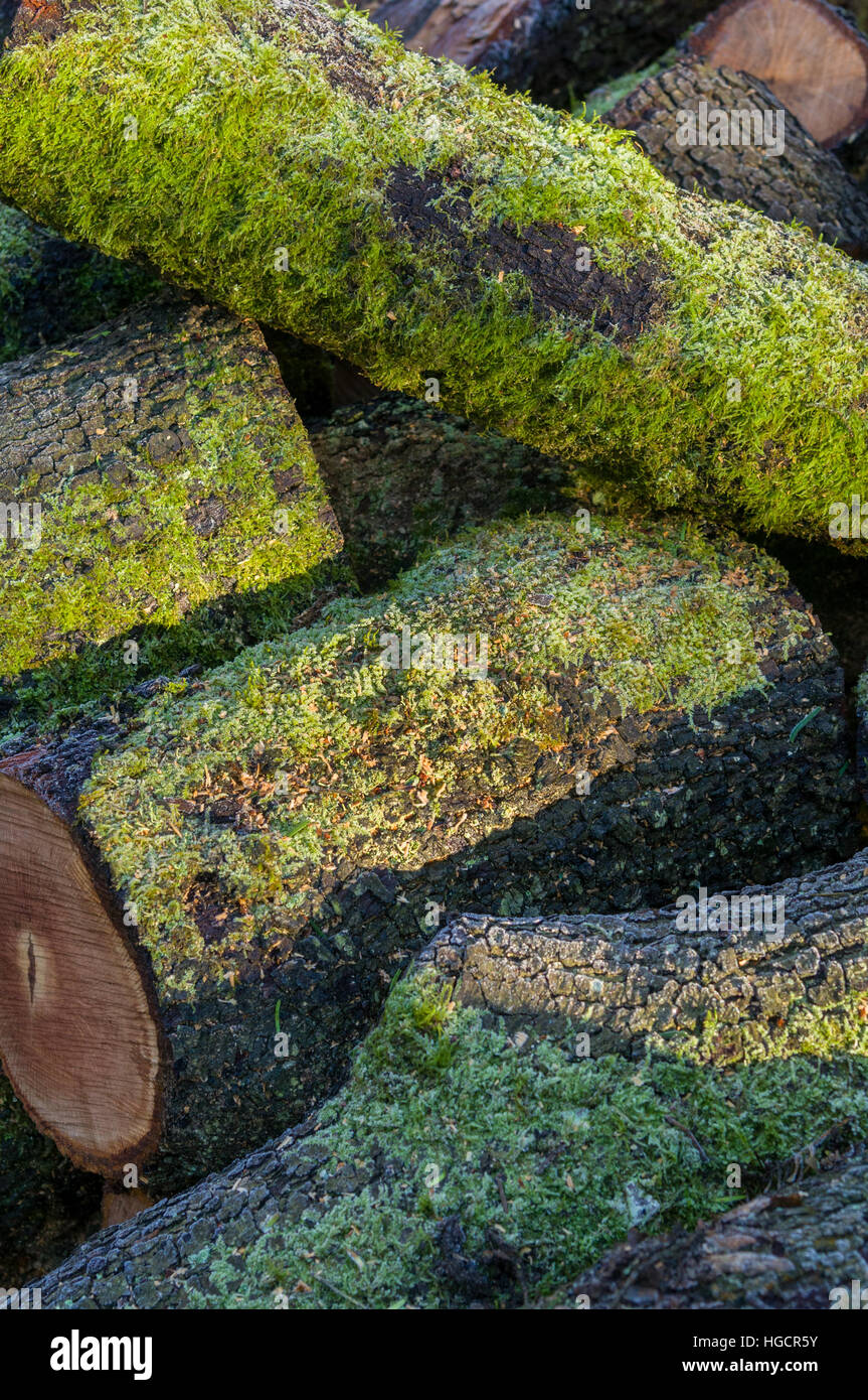 Log pile hi-res stock photography and images - Alamy