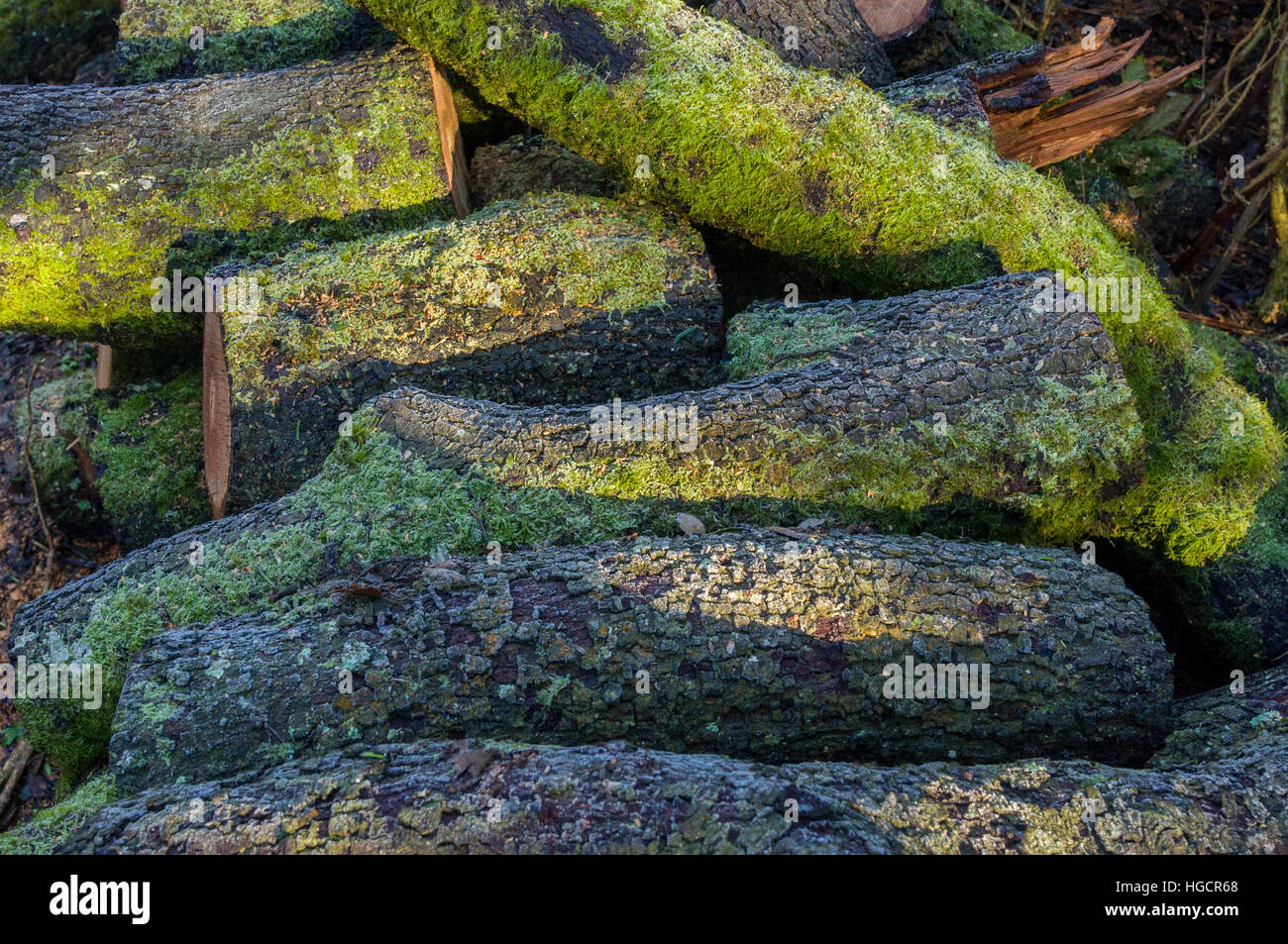 Log pile logpile hi-res stock photography and images - Alamy