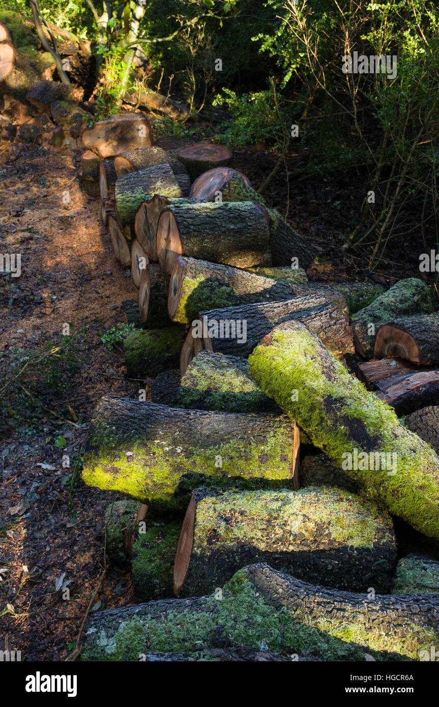 Log pile logpile hi-res stock photography and images - Alamy