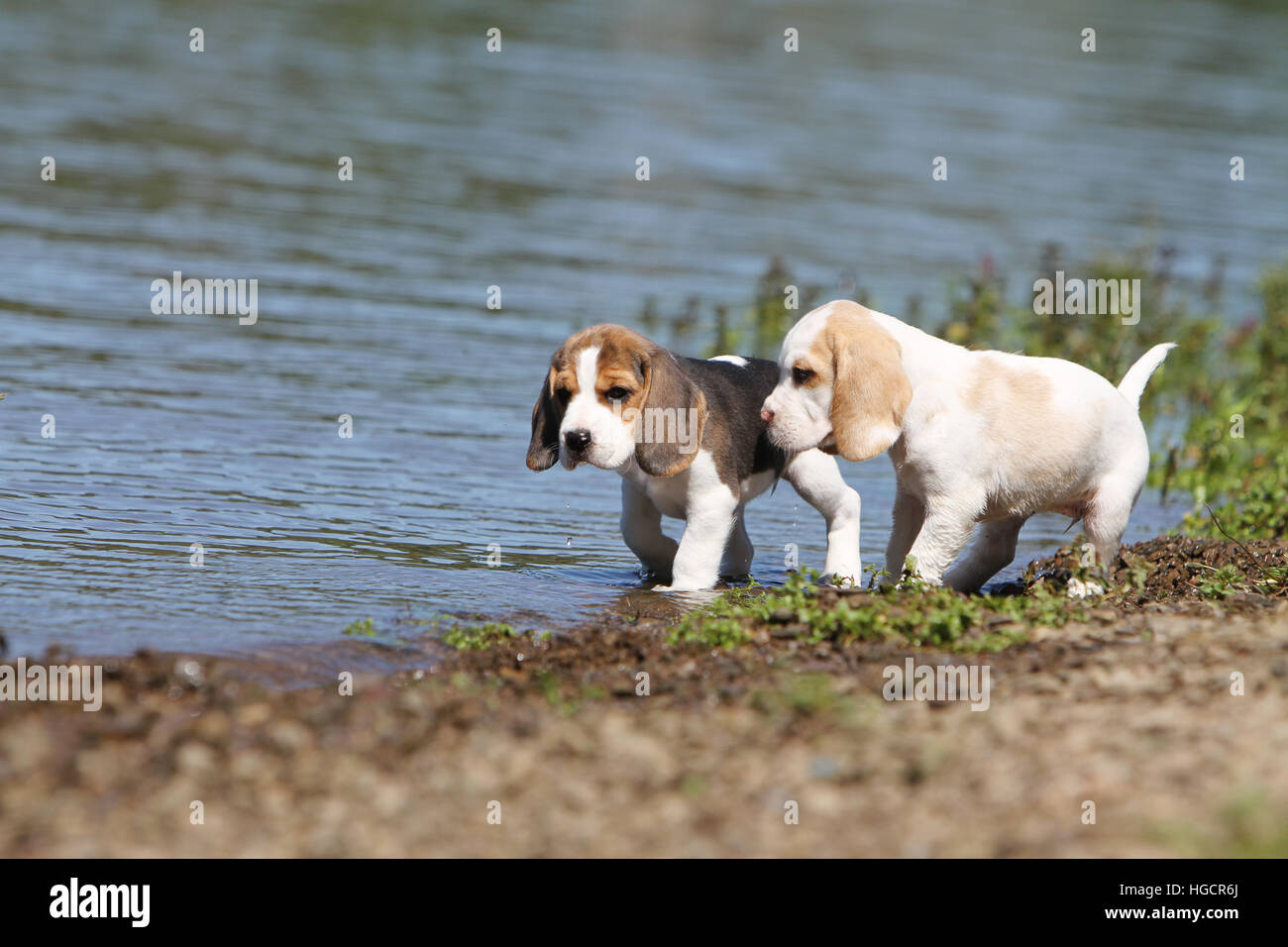Dog beagle two puppies hi-res stock photography and images - Alamy