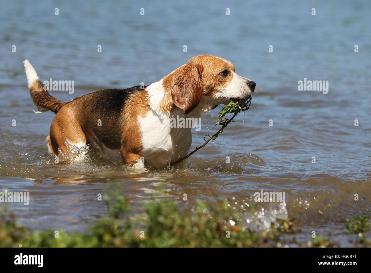 Dog Beagle adult adults running in water Stock Photo - Alamy