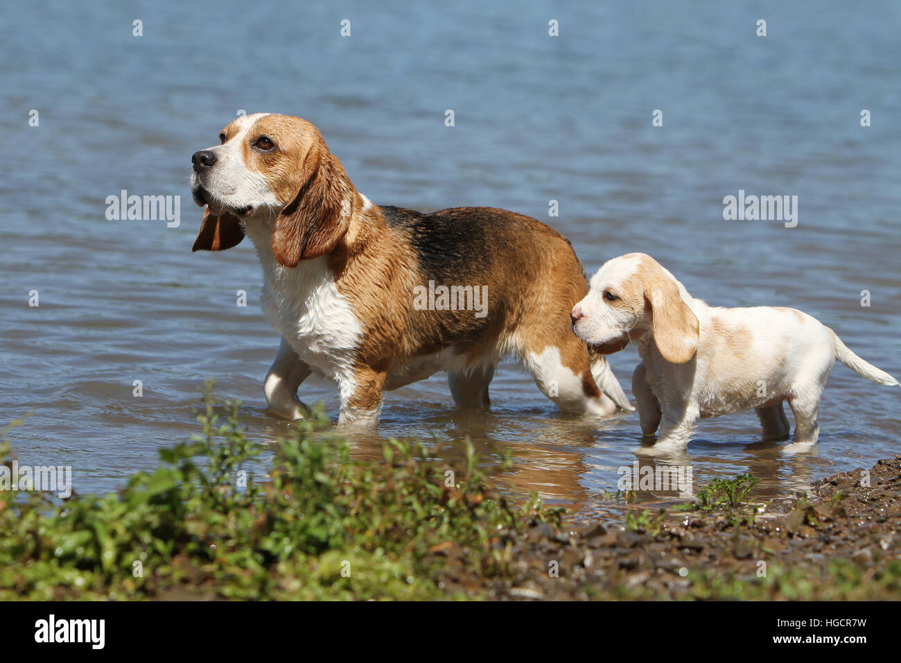Dog Beagle adult and puppy running at the water's edge profile two ...