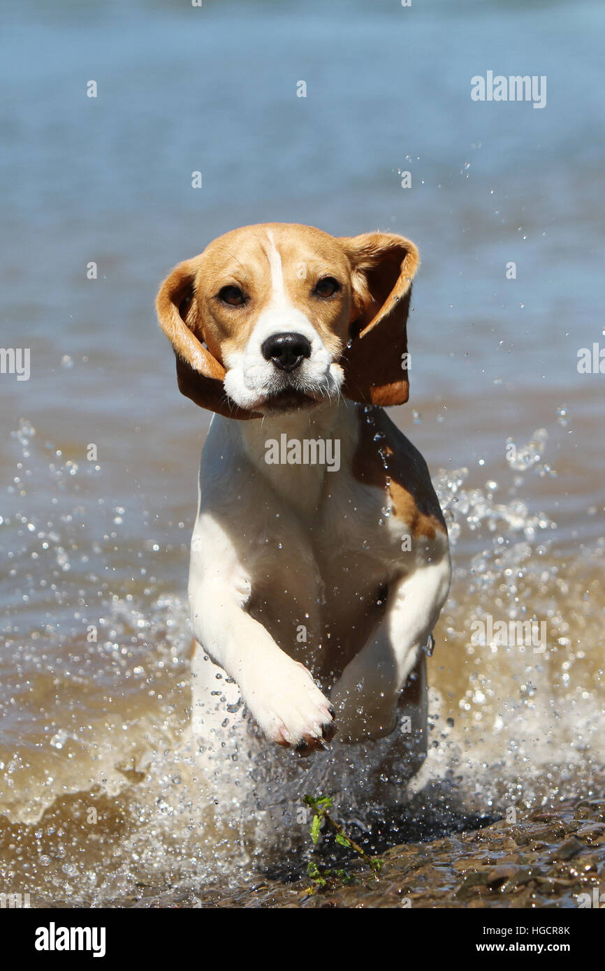 Dog Beagle adult running in the lake face Stock Photo - Alamy
