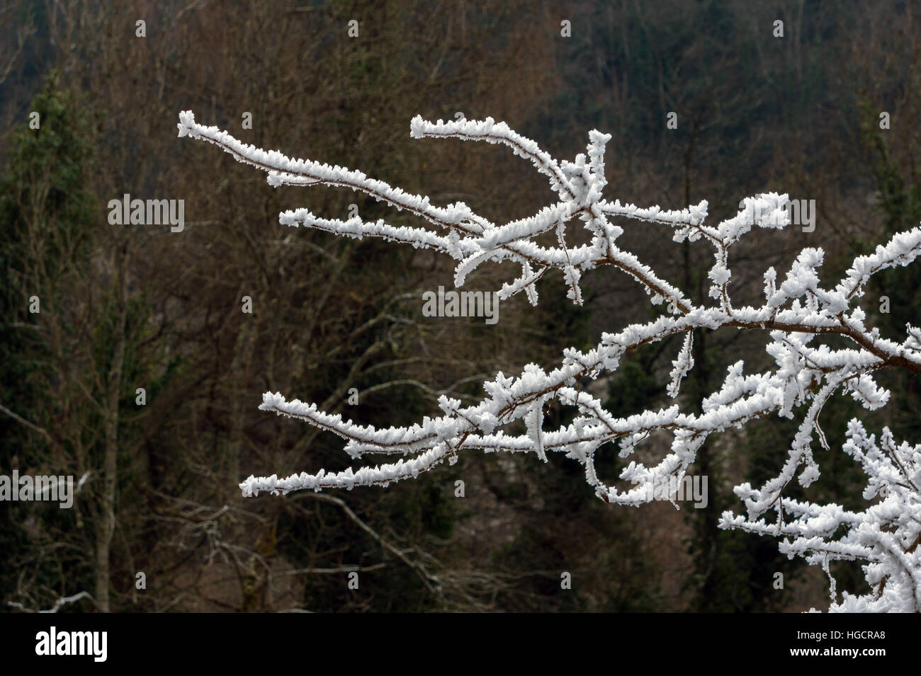 Hoarfrost frost on branches against dark backdrop Stock Photo - Alamy