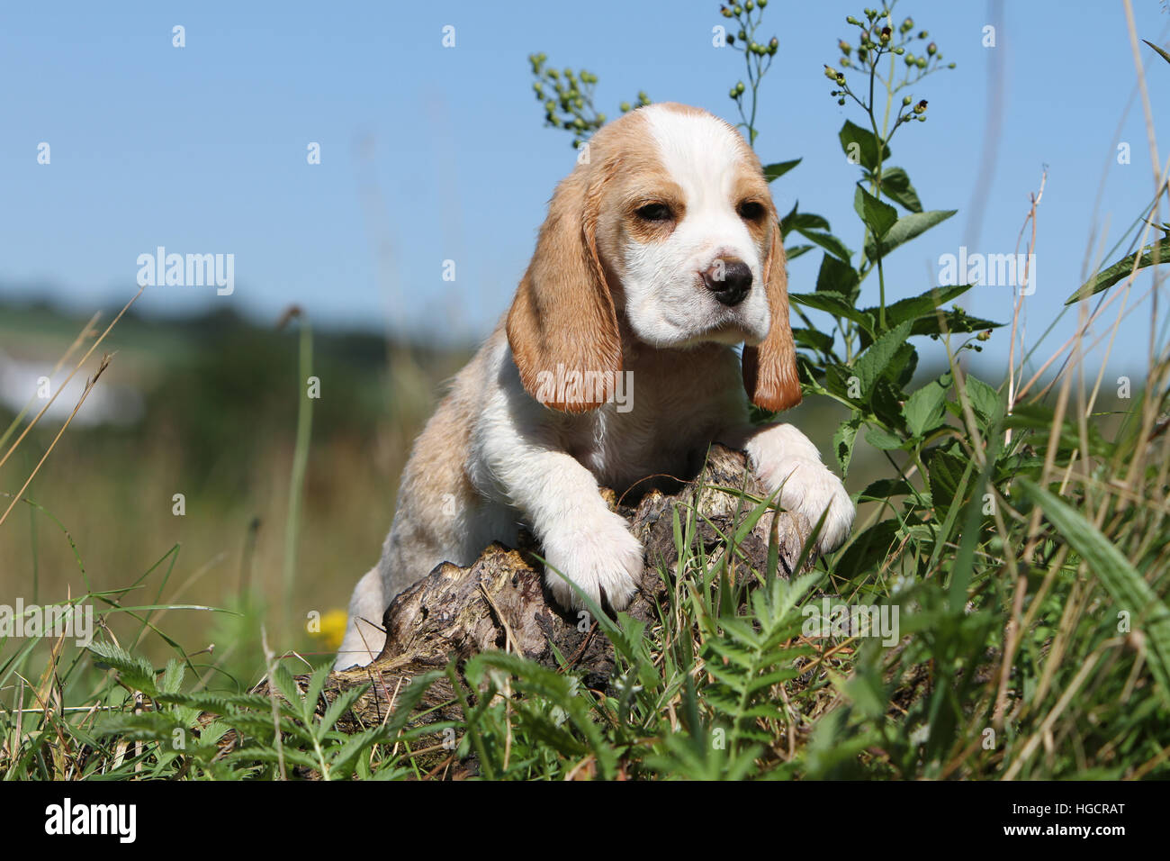 Dog Beagle puppy standing in a rock Stock Photo - Alamy