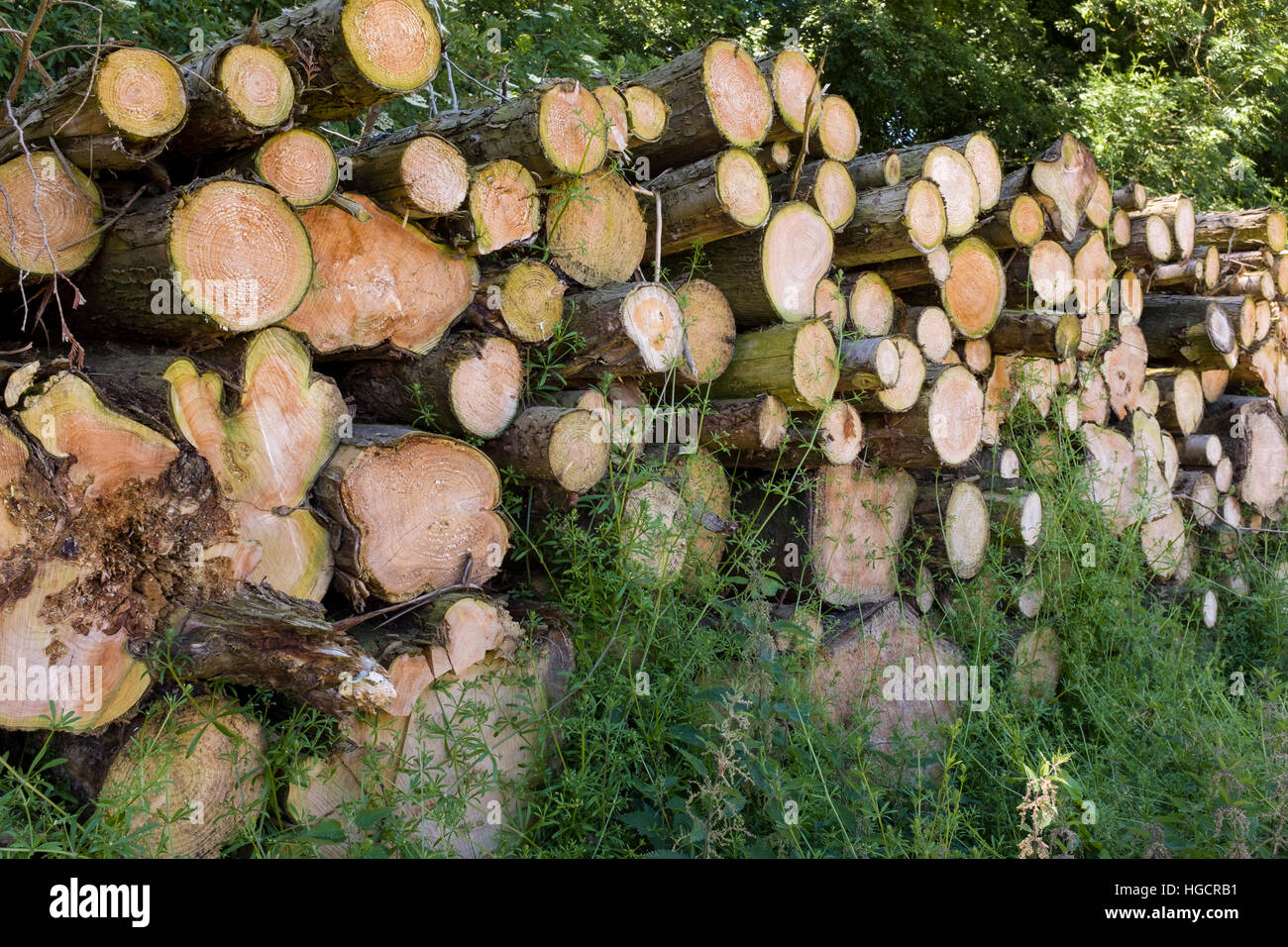 Wood pile or timber stack Stock Photo - Alamy