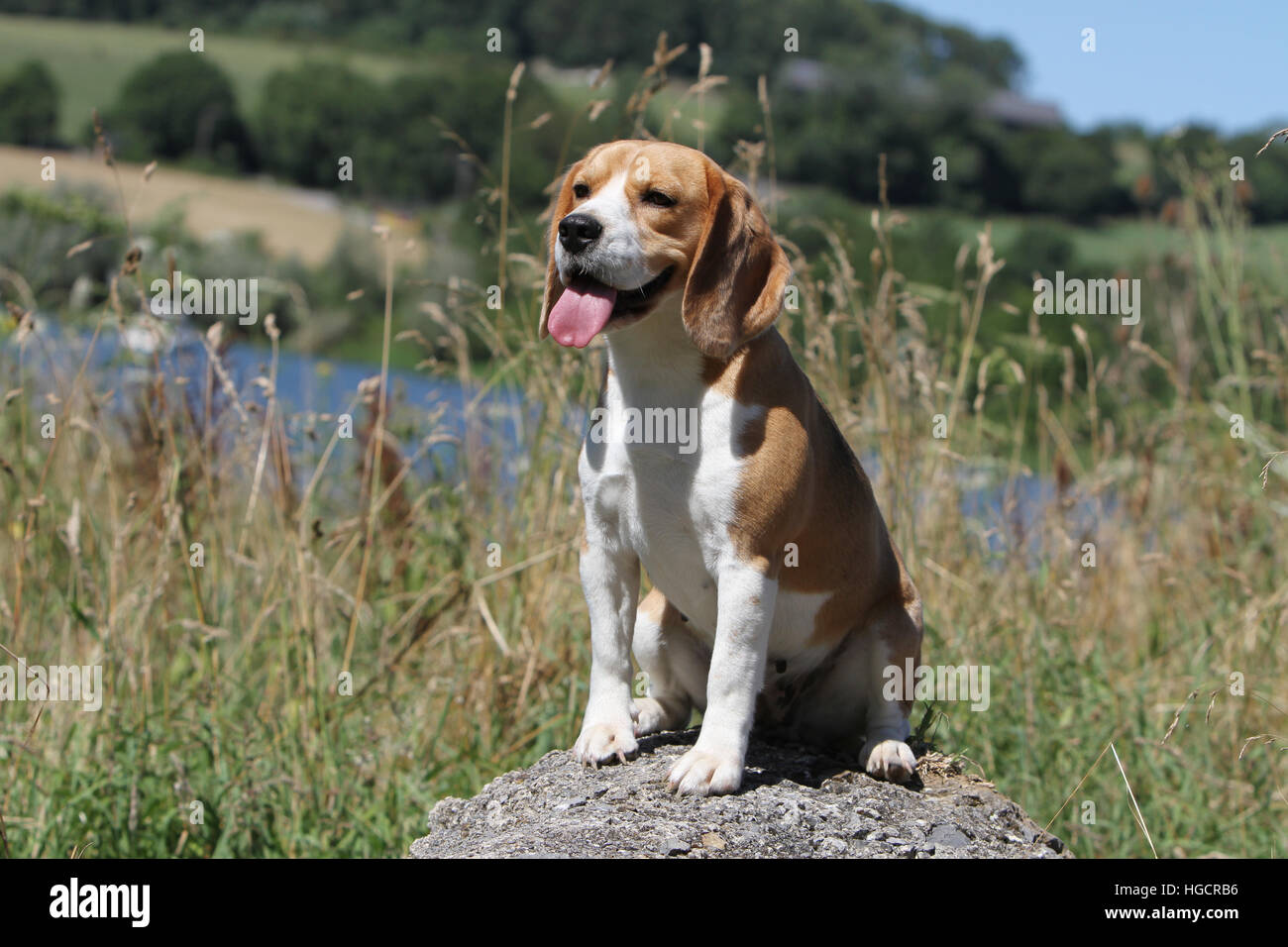 Dog Beagle adult adults sitting in a rock Stock Photo - Alamy