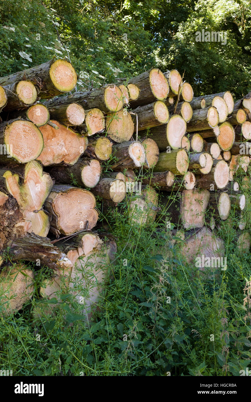 Pile of timber hi-res stock photography and images - Alamy