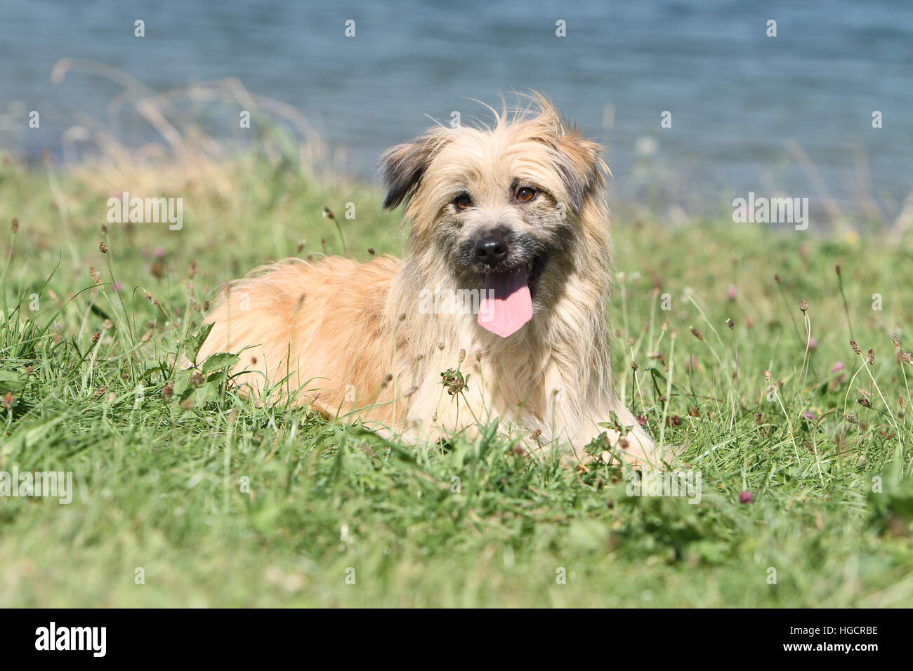 Flyball breeds hi-res stock photography and images - Alamy