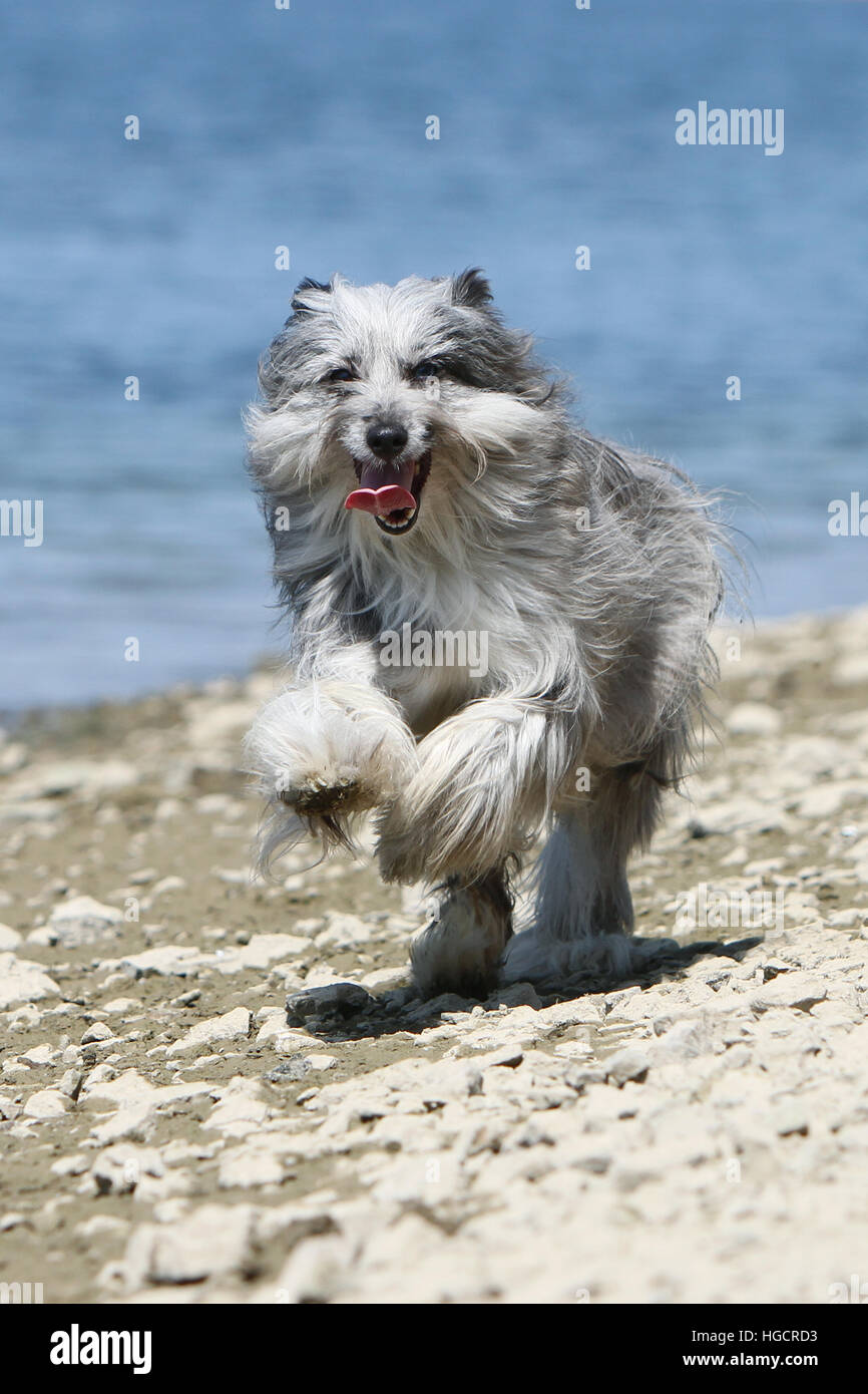 Dog Pyrenean Shepherd adult adults running On a pebble beach blue merle ...
