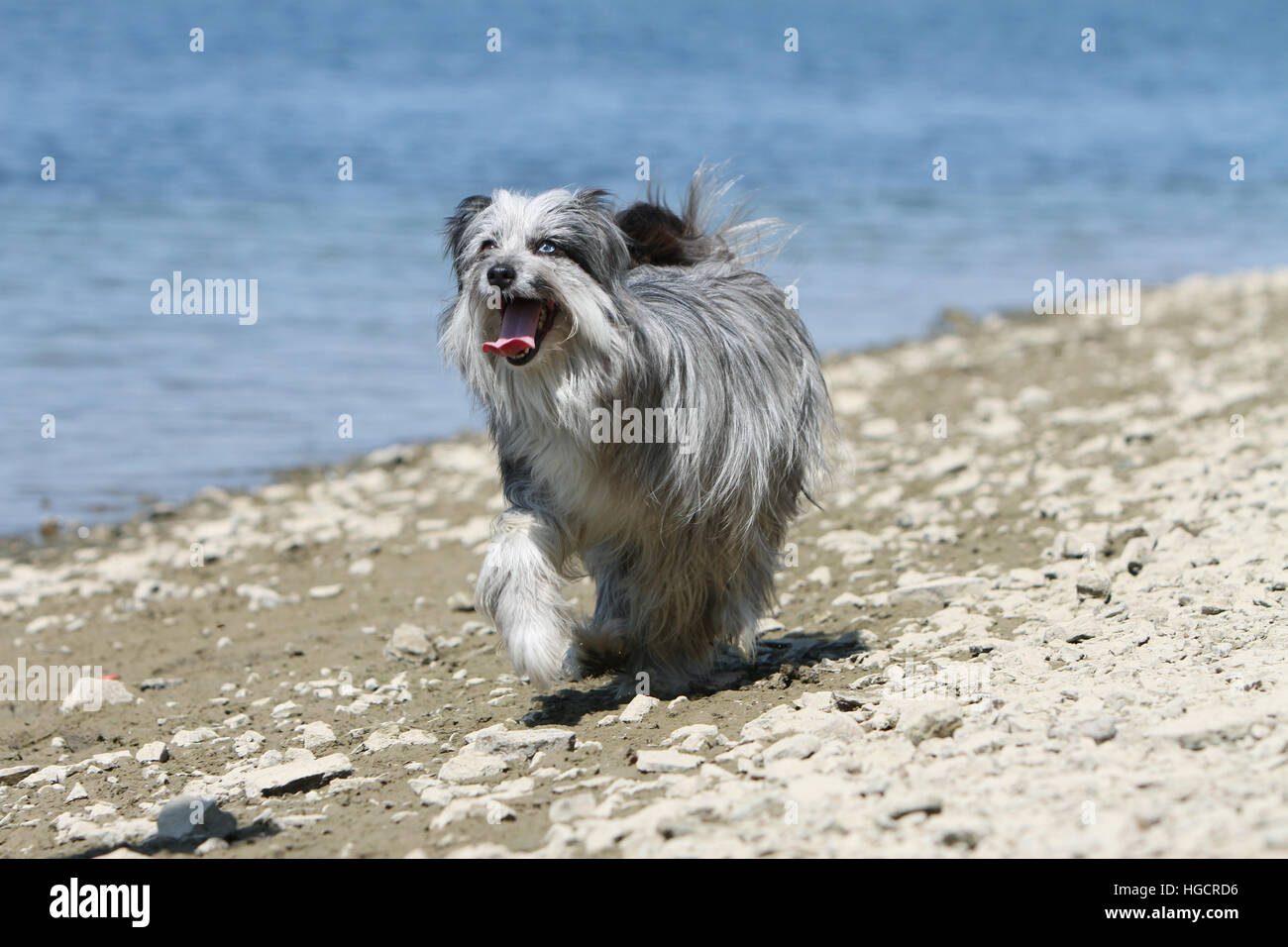 Dog Pyrenean Shepherd adult adults running On a pebble beach blue merle ...