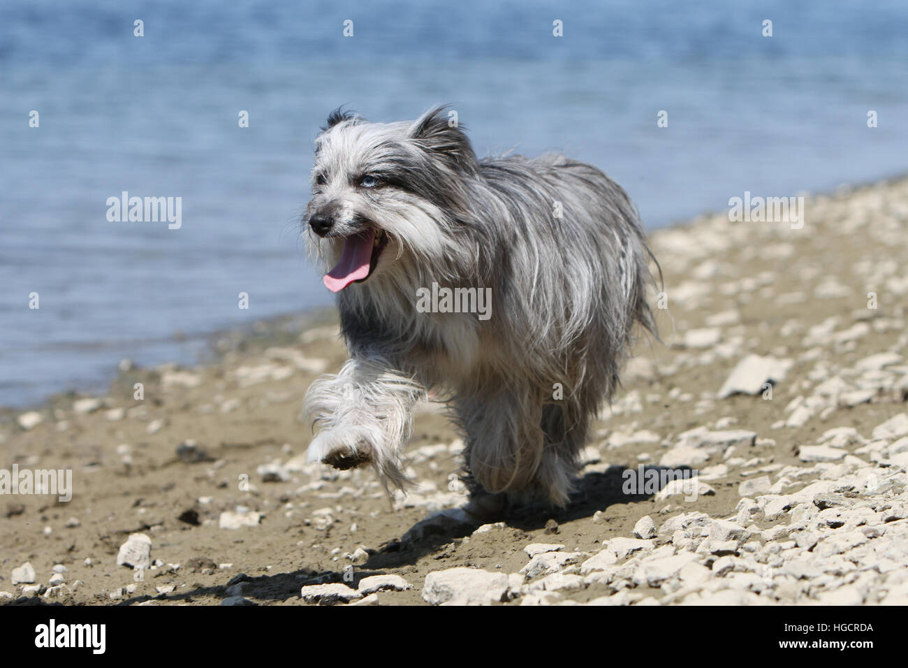 Dog Pyrenean Shepherd adult adults running On a pebble beach blue merle ...