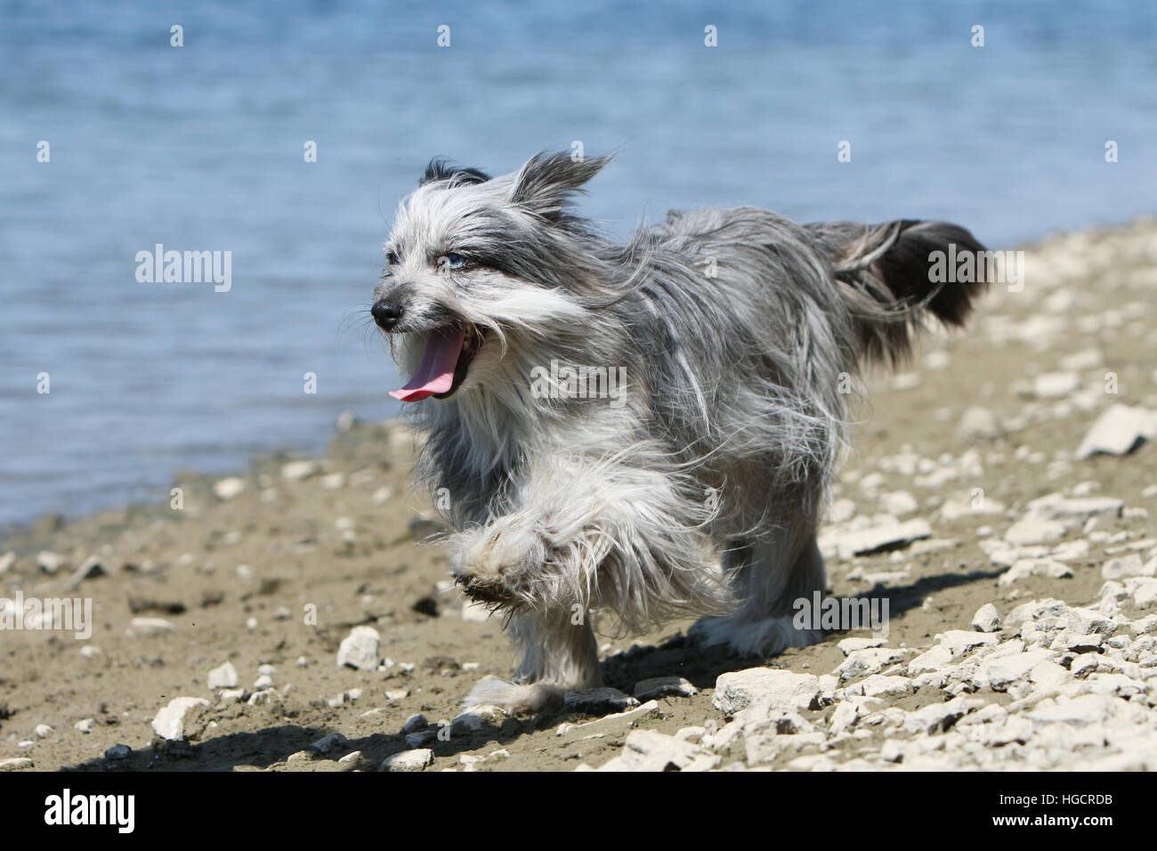 French sheepdog hi-res stock photography and images - Alamy