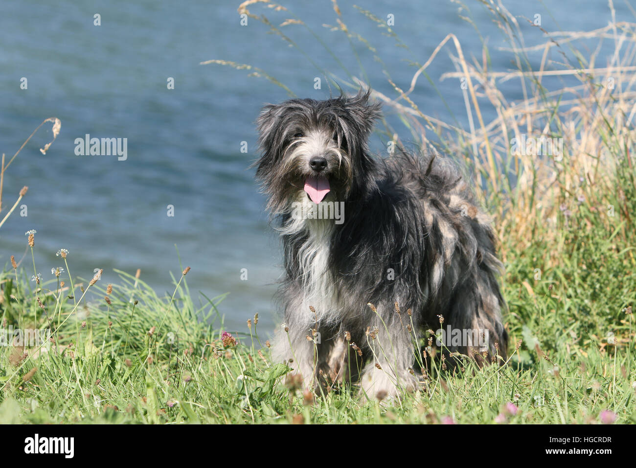 Dog Pyrenean Shepherd adult standing in a meadow At the edge of a lake ...