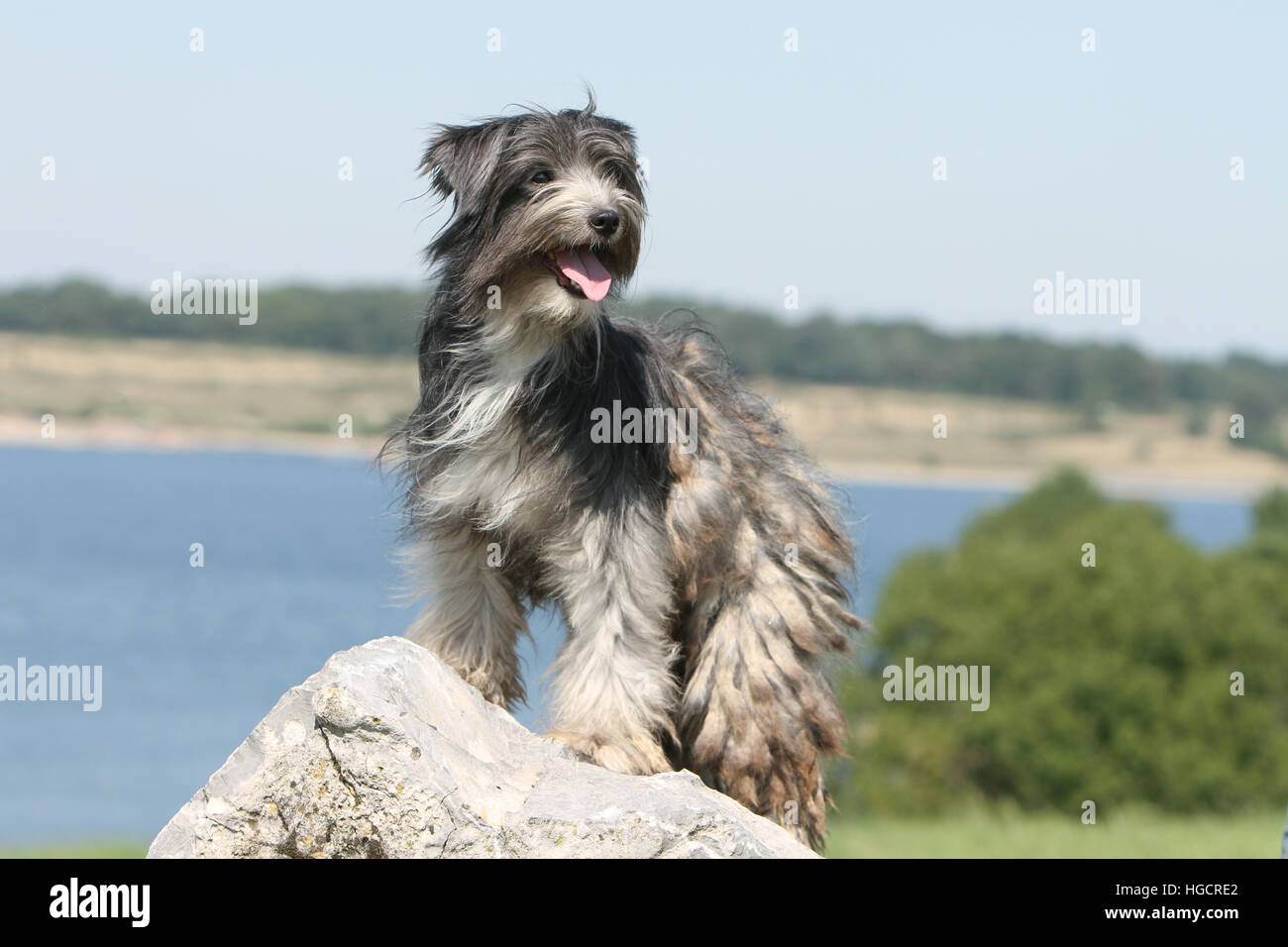 Dog Pyrenean Shepherd adult adults blue merle on a rock standing At the ...
