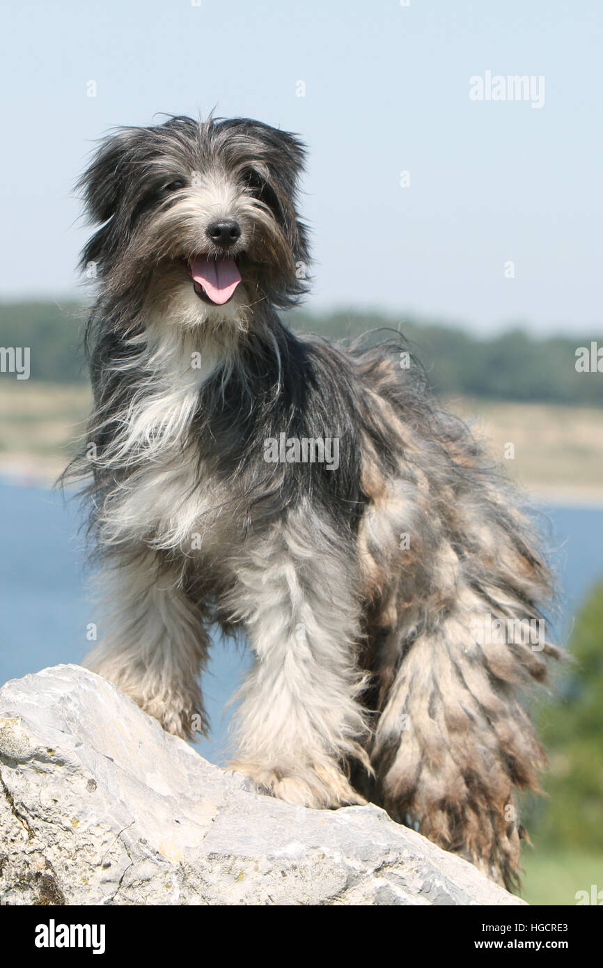 Dog Pyrenean Shepherd adult adults blue merle on a rock standing At the ...