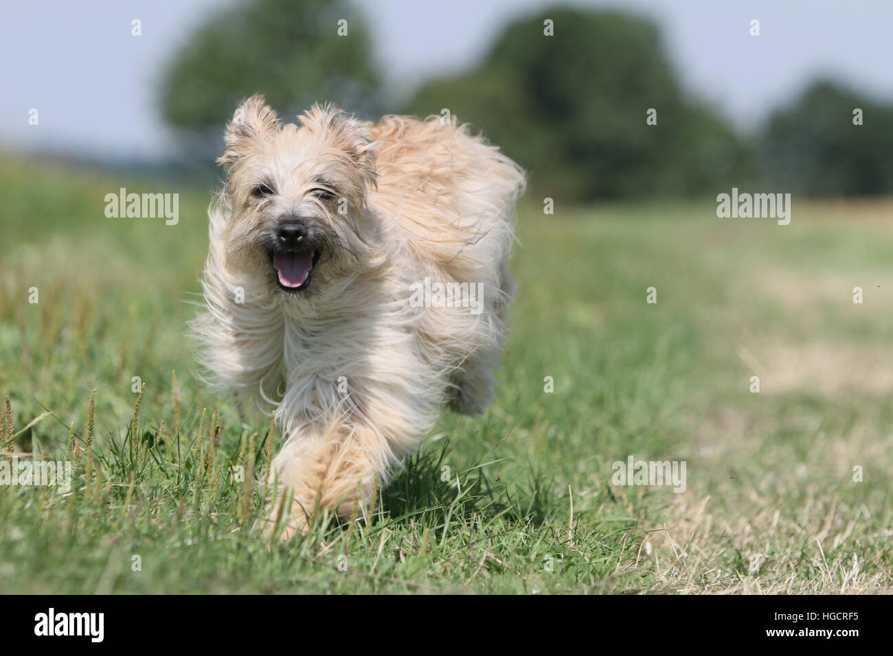 Smooth faced pyrenean sheepdog hi-res stock photography and images - Alamy