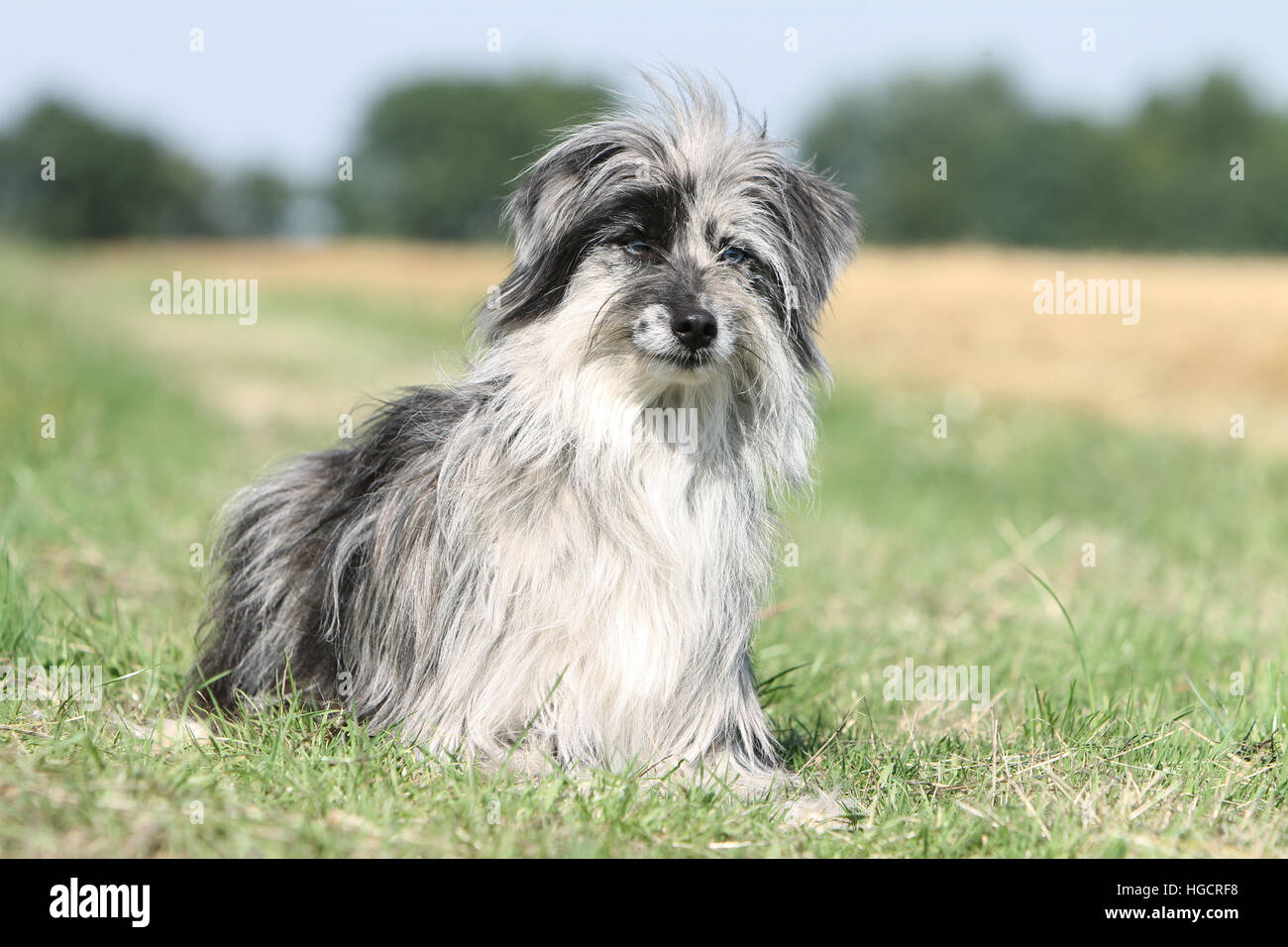 Dog Pyrenean Shepherd adult adults lying in a meadow blue merle face ...