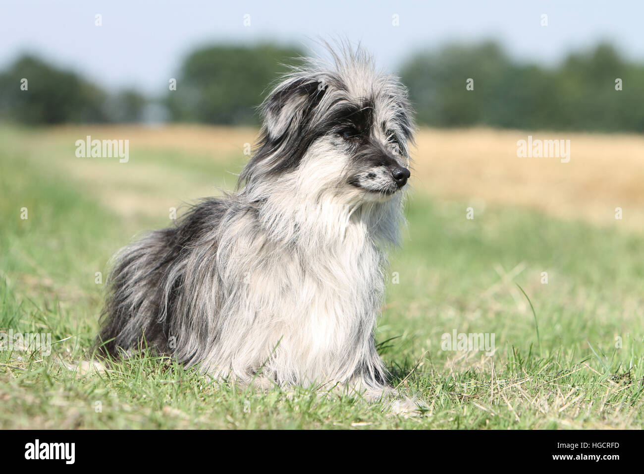 Dog Pyrenean Shepherd adult adults lying in a meadow blue merle face ...