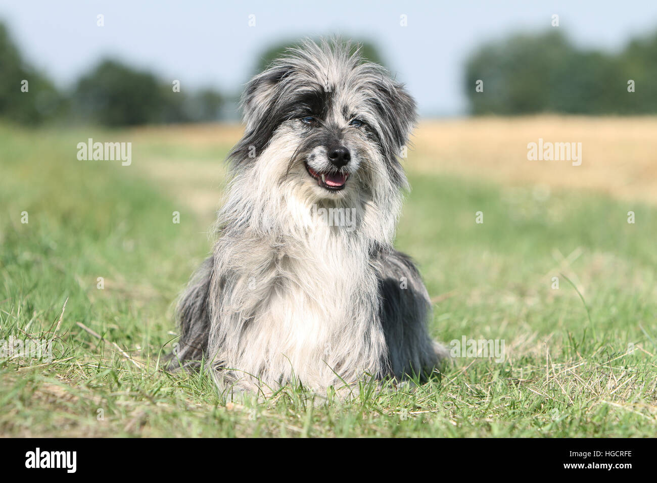 Dog Pyrenean Shepherd adult adults lying in a meadow blue merle face ...